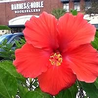 Morris Goes to School (I Can Read Level 1) by Bernard Wiseman | Goodreads