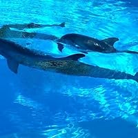 The Devil's Butcher Shop: The New Mexico Prison Uprising by Roger ...