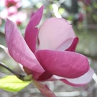 The Moon Singer by Clyde Robert Bulla | Goodreads