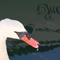 The Acadia Files: Book One, Summer Science by Katie Coppens | Goodreads