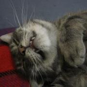 Stone Sky Gold Mountain by Mirandi Riwoe | Goodreads