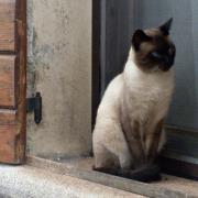 L'inferno monacale di Arcangela Tarabotti by Arcangela Tarabotti ...