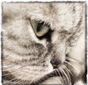 The Guest Cat by Takashi Hiraide | Goodreads