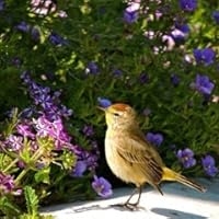 Rutland Place (Charlotte & Thomas Pitt, #5) by Anne Perry | Goodreads