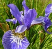 Fairy Tale Knits: 20 Enchanting Characters to Make by Fiona Goble ...