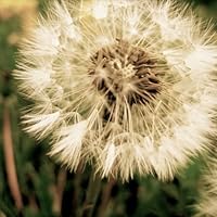 Octopus Escapes Again!: A Marine Biology Book for Kids Perfect for the ...