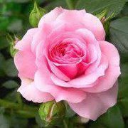 Gregory Cool by Caroline Binch | Goodreads