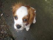 Ottilie Colter and the Withering World by Rhiannon Williams | Goodreads