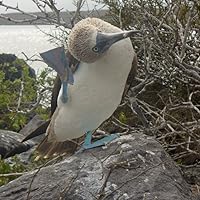 The Absolutely Amazing Adventures of Agent Auggie Spinoza by Steven ...