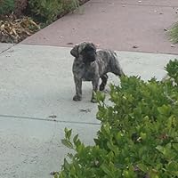 Protector (Night War Saga, #1) by Leia Stone | Goodreads