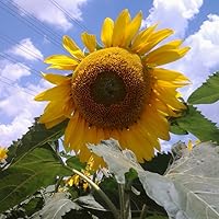 A Year with Rilke: Daily Readings from the Best of Rainer Maria Rilke ...