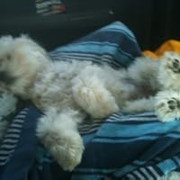 Climate Change: What Everyone Needs to Know by Joseph Romm | Goodreads