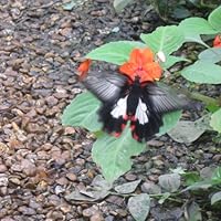 How to Retire: 20 lessons for a happy, successful, and wealthy retirement by Christine Benz ...