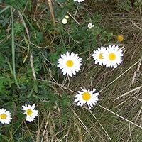 Cleansed by Sarah Kane | Goodreads