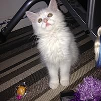 The Secret Rescue: An Untold Story of American Nurses and Medics Behind ...