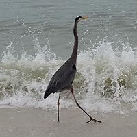 Dear Zari: The Secret Lives of the Women of Afghanistan by Zarghuna ...