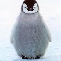 Ask Me No Questions by Marina Budhos | Goodreads