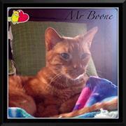 Guardian Cats and the Lost Books of Alexandria by Rahma Krambo | Goodreads