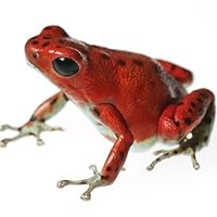 Chester and Gus by Cammie McGovern | Goodreads