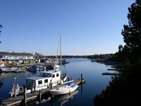 Vines and Wines in a Small Garden: From Planting to Pouring by James ...
