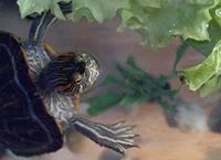 Tilt-a-Whirl (John Ceepak Mystery, #1) by Chris Grabenstein | Goodreads