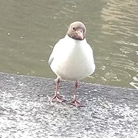 Kathryn, The Kitten: The Real Duchesses of London by Lavinia Kent ...