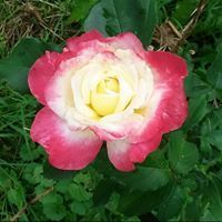 When Secrets Strike (House of Secrets, #2) by Marta Perry | Goodreads