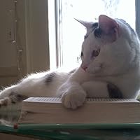 A Place to Belong by Cynthia Kadohata | Goodreads