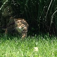 Maya Cosmogenesis 2012: The True Meaning of the Maya Calendar End-Date ...