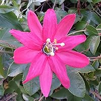 ARCADIA (A Case For Willows And Lane #3) by Peter Grainger | Goodreads