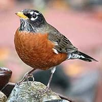 Dynamic Bible by Peter Han | Goodreads