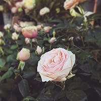 Veiled Sentiments: Honor and Poetry in a Bedouin Society by Lila Abu ...