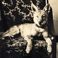 The Book Tour by Andi Watson | Goodreads