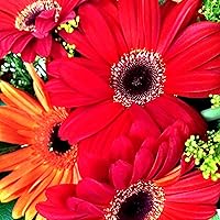 Honey, the Dog Who Saved Abe Lincoln by Shari Swanson | Goodreads