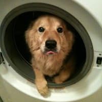 What Were the Salem Witch Trials? (What Was?) by Joan Holub | Goodreads