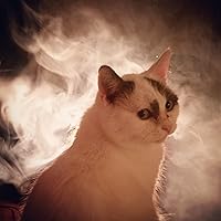 Shrimp (Cyd Charisse, #2) by Rachel Cohn | Goodreads