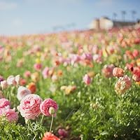 Wildflower (Wildflower, #1) by Alecia Whitaker | Goodreads