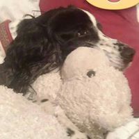 PERFECT MIND: PERFECT RIDE: SPORT PSYCHOLOGY FOR SUCCESSFUL RIDING by ...