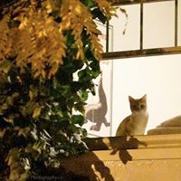 A Zuni Artist Looks at Frank Hamilton Cushing by Phil Hughte | Goodreads