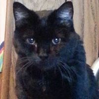 The Pace That Kills A Chronicle by Edgar Saltus | Goodreads