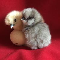 The Lucky Prepper: A Gardener's Story of Surviving a Pandemic by Emma ...