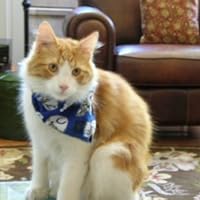 Displaced by Stephan Abarbanell | Goodreads