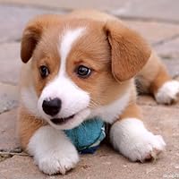 A Tale of Two Tails by Henry Winkler | Goodreads