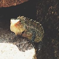 The Inscrutable Americans by Anurag Mathur | Goodreads