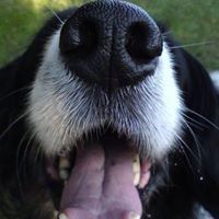 Stoner McTavish (Pandora women crime writers) by Sarah Dreher | Goodreads