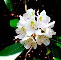 Murder Is the Charge: The True Story of Mayor Charlie Robertson and the ...