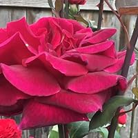 Pneuma (Book One) by Serena Kearney | Goodreads