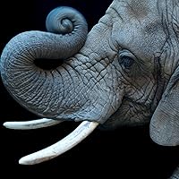 If I Grow Up by Todd Strasser | Goodreads