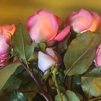 True Love (and Other Lies) by Whitney Gaskell | Goodreads