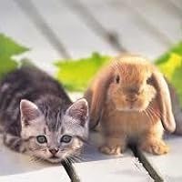 Everything for a Dog by Ann M. Martin | Goodreads